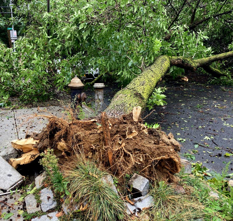 Fallen Tree with Ripped Up Sidewalk after a Tropical Storm Stock Image ...