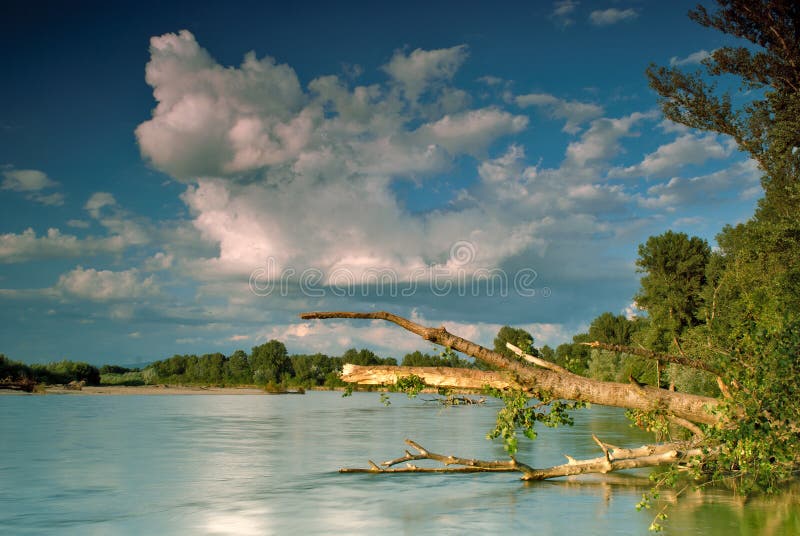 Fallen tree on the river stock photo. Image of rock, forest - 15707544