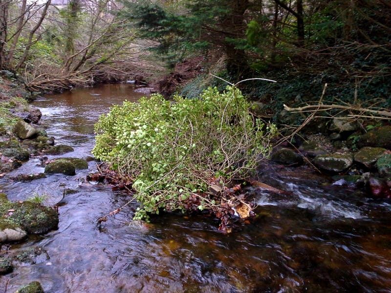 Fallen Tree in a River stock image. Image of winter, woodland - 92055881