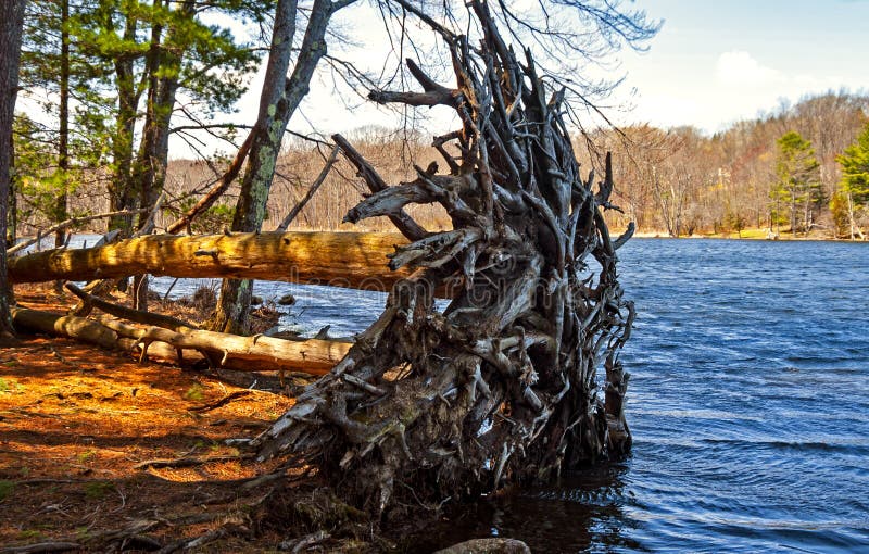 Fallen tree and river stock image. Image of river, amesbury - 222565147