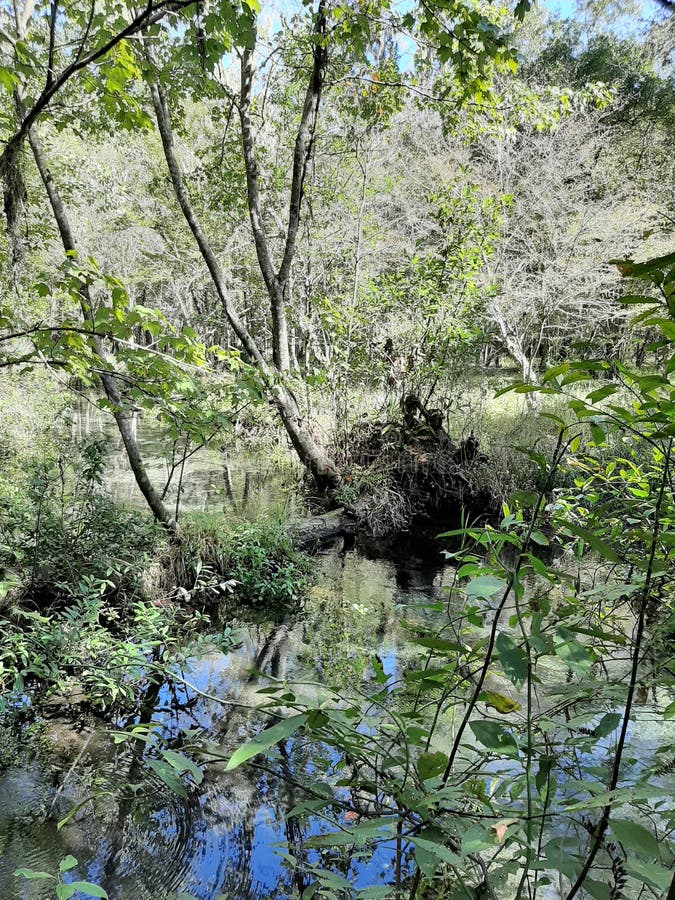 Fallen tree in river stock photo. Image of tree, springwater - 161914208