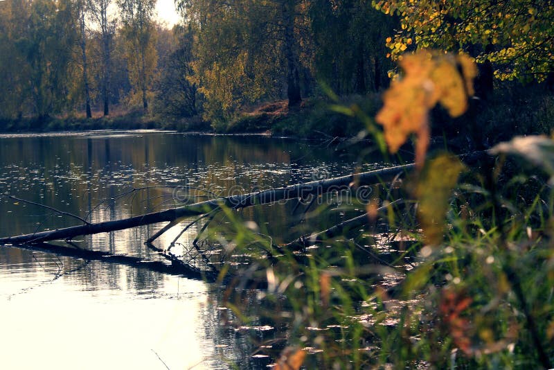 A fallen tree in the river stock image. Image of trees - 79110025