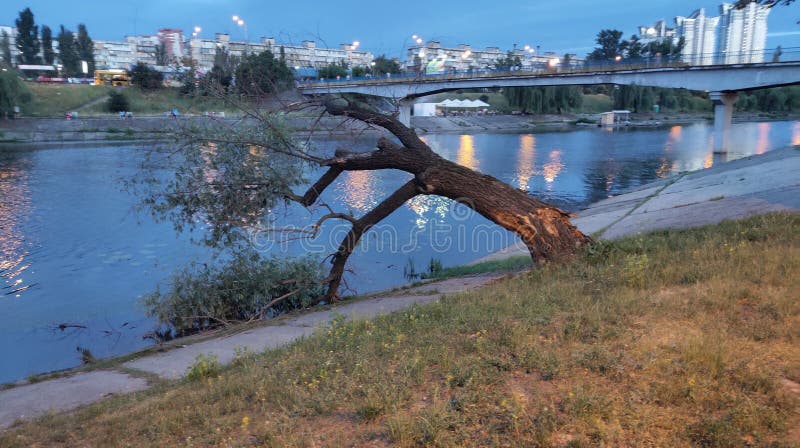 Fallen tree by the river stock photo. Image of ukraine - 150298572