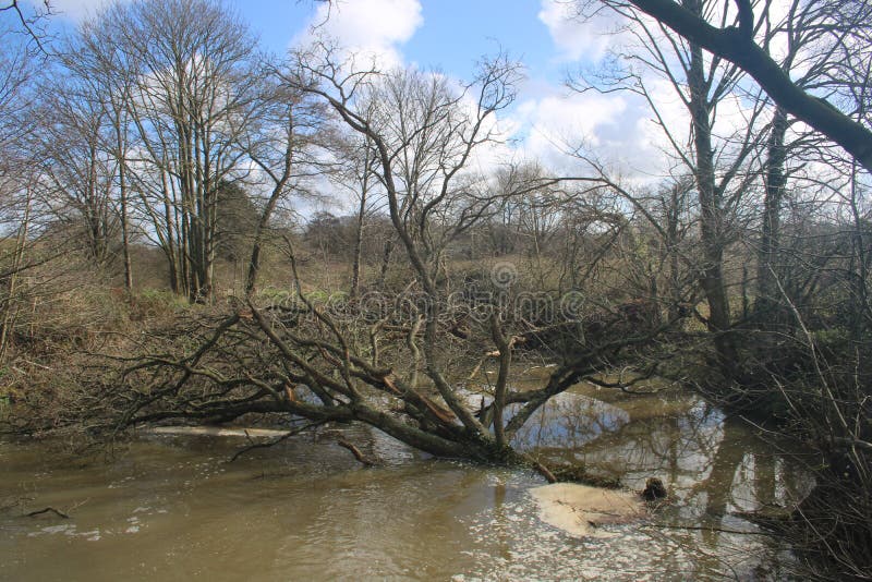 Fallen Tree in River stock photo. Image of blown, tree - 243195154