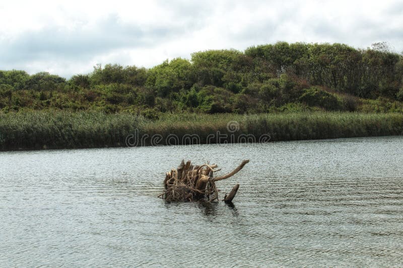 739 Life Cycle Tree Jaguar Habitat Stock Photos - Free & Royalty-Free ...