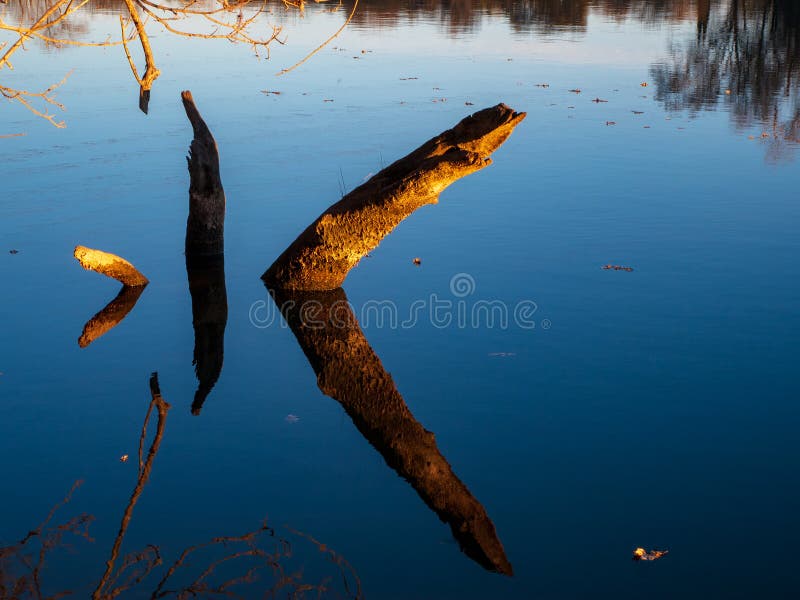 Fallen Tree in River Reflection Stock Image - Image of logs, submerged ...