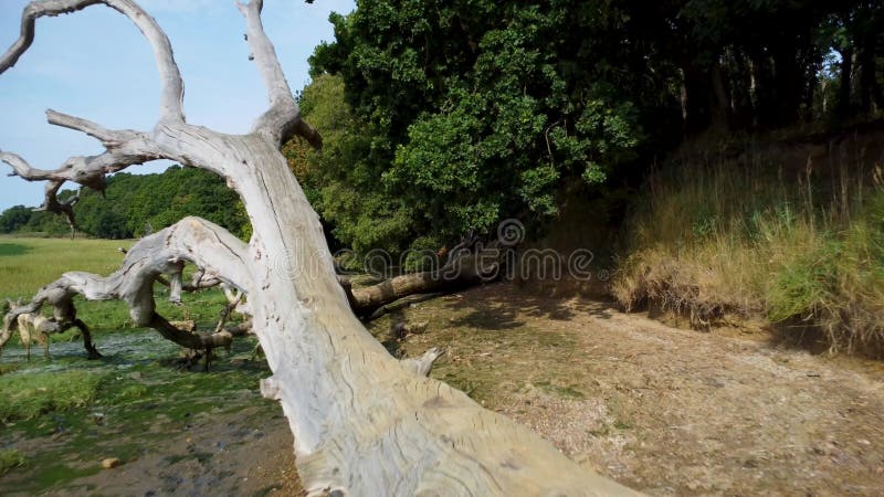 Fallen Tree on the Riverbank Stock Video - Video of orwell, nature ...