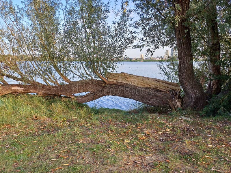 Fallen Tree by the Riverside Stock Photo - Image of branch, riverside ...