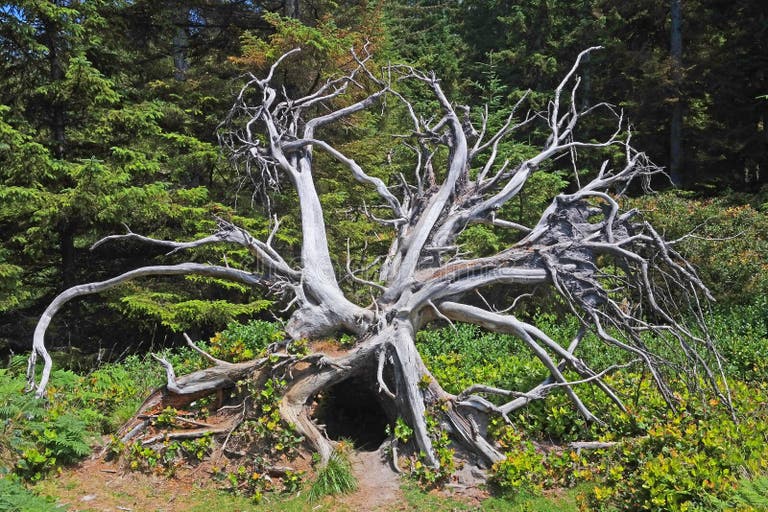 Fallen Tree Root Structure stock photo. Image of tall - 60309870