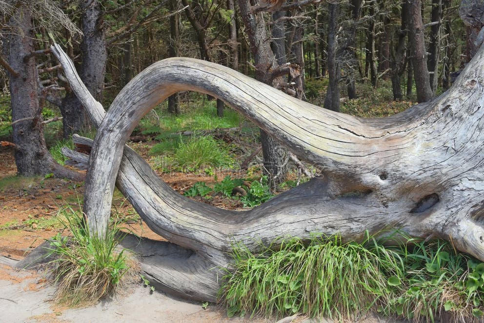 Fallen Tree Root Structure stock photo. Image of frame - 60308850