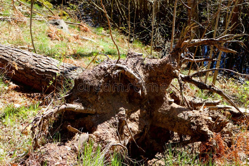 Root Of Fallen Giant Sequoia Tree - The Largest Trees On Earth A Stock ...