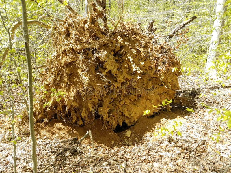 Fallen Tree with Tree Roots and Dirt in Forest or Woods Stock Image ...