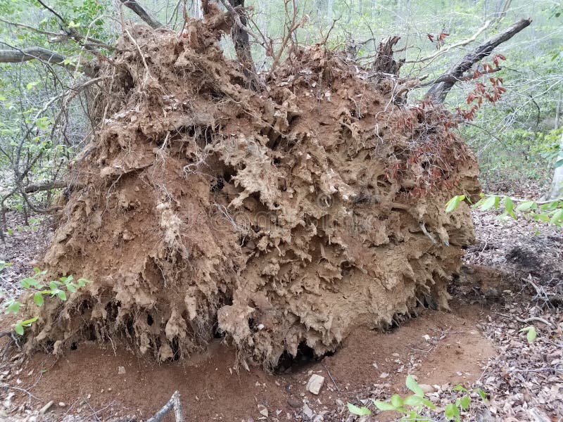 Fallen Tree with Tree Roots and Dirt in Forest or Woods Stock Photo ...