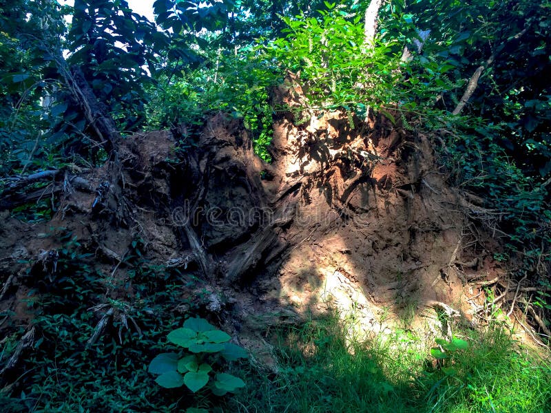 Tree stock photo. Image of spring, exposed, outdoors - 76919680