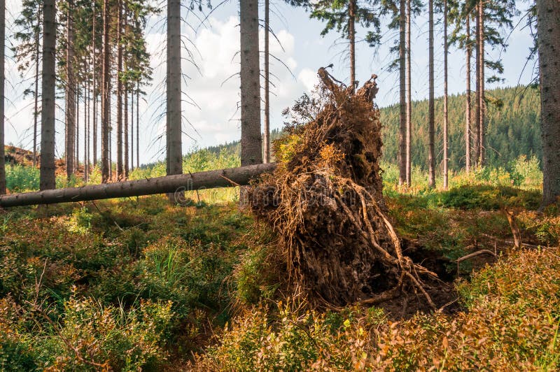 Fallen Tree with Roots in Forest after Storm Stock Photo - Image of ...