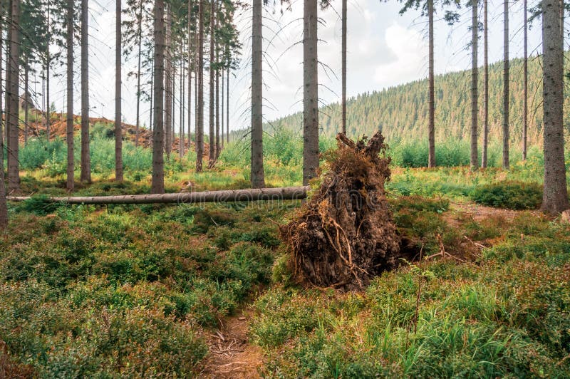 Fallen Tree with Roots in Forest after Storm Stock Image - Image of ...