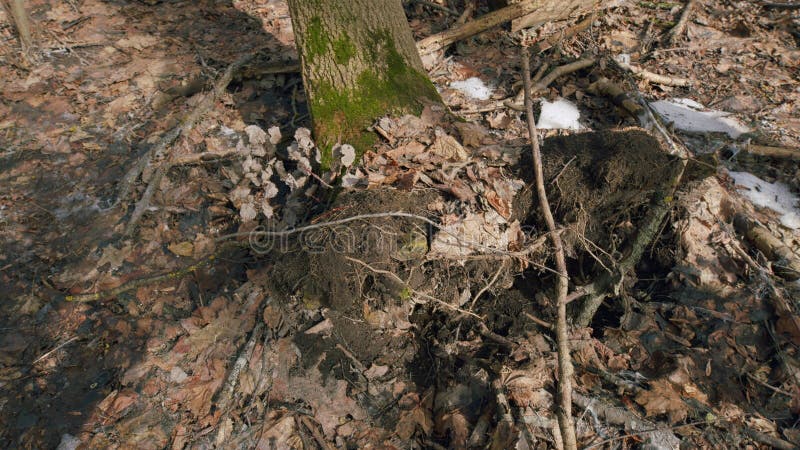 Fallen Tree with Roots in Forest. Torn Roots of a Tree Sticking Out of ...