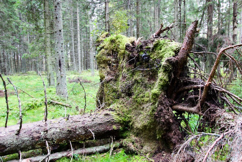 Fallen Tree with Roots in the Forest. Wild Forest Stock Photo - Image ...