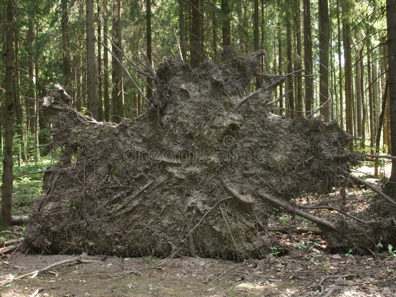 Fallen Tree Roots in Spruce Forest Stock Image - Image of nature ...