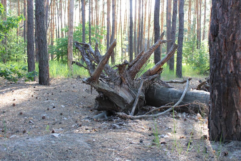 Fallen tree stock photo. Image of stub, summer, snag - 93960092