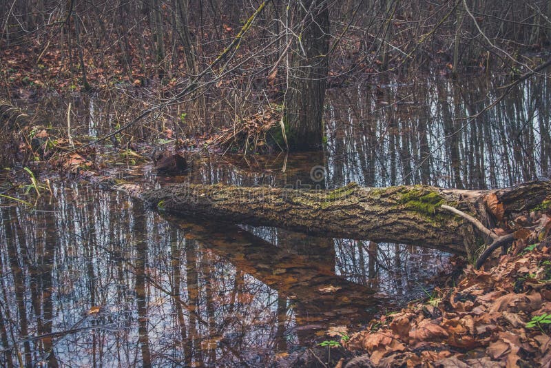 A Fallen Tree is Rotting in the Middle of the Forest Stock Photo ...
