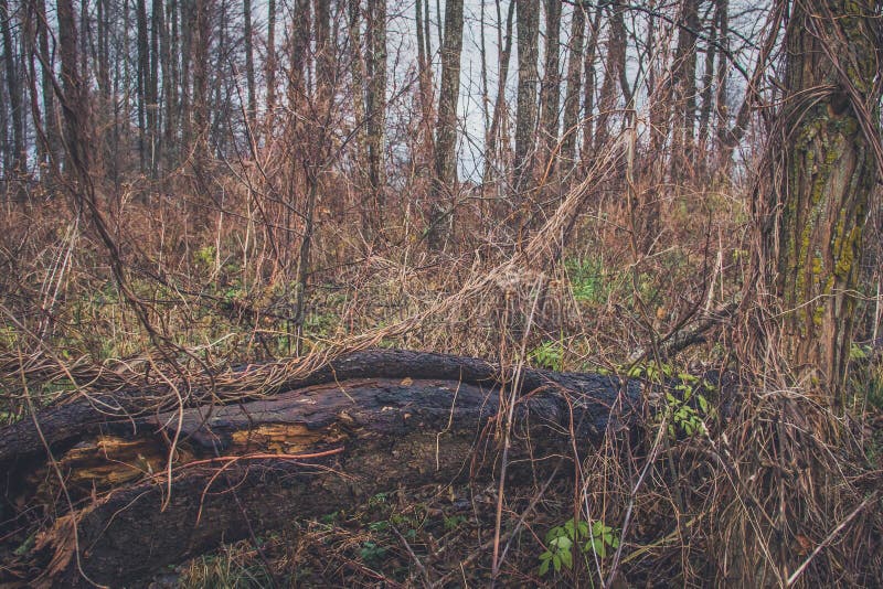 A Fallen Tree is Rotting in the Middle of the Forest Stock Photo ...