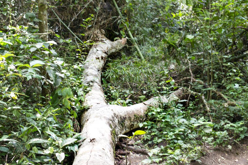 A Fallen Tree is Rotting in the Middle of the Forest Stock Image ...