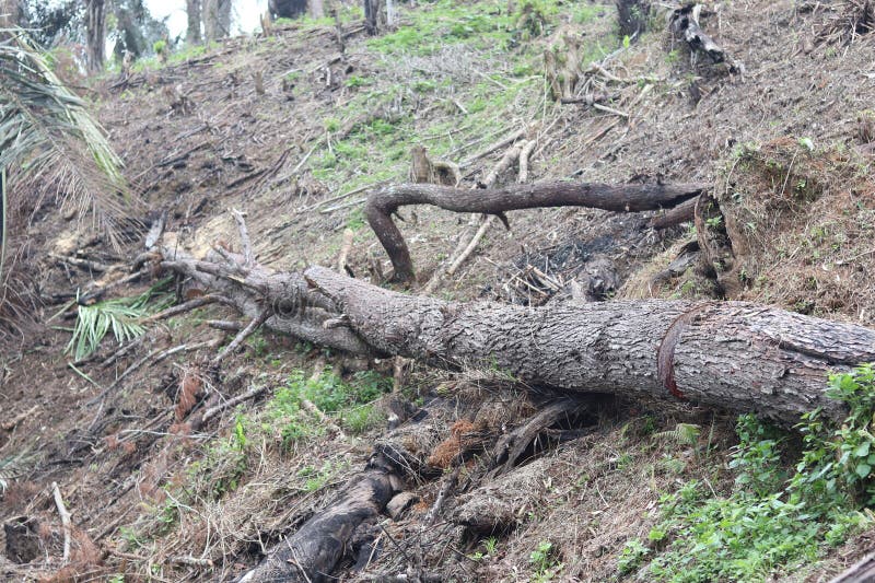 A Fallen Tree is Rotting in the Middle of the Forest Stock Image ...