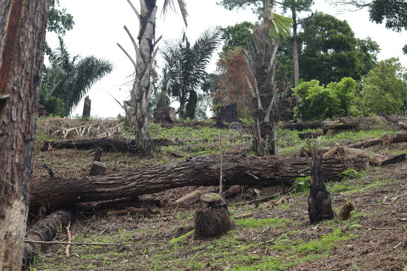 A Fallen Tree is Rotting in the Middle of the Forest Stock Photo ...