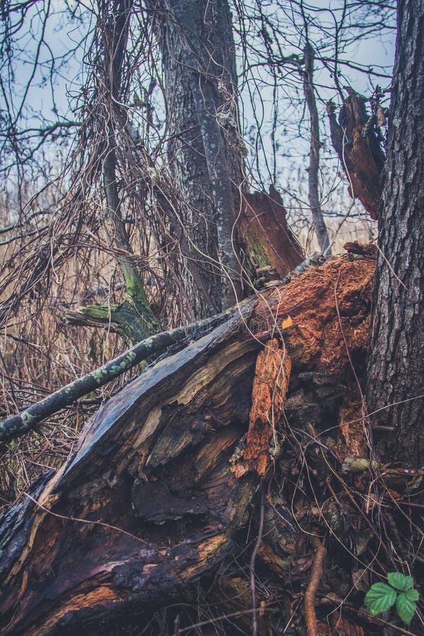 A Fallen Tree is Rotting in the Middle of the Forest Stock Photo ...