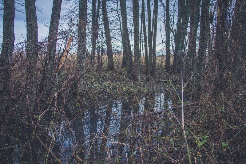 A Fallen Tree is Rotting in the Middle of the Forest Stock Photo ...