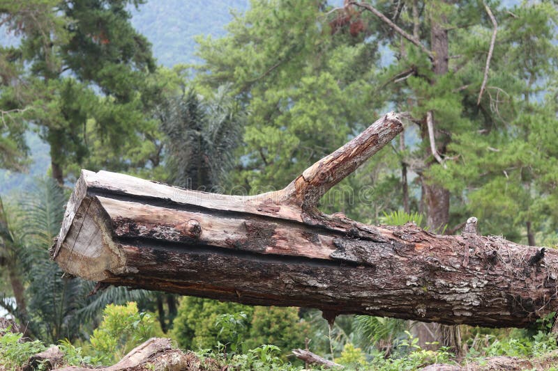 A Fallen Tree is Rotting in the Middle of the Forest Stock Image ...