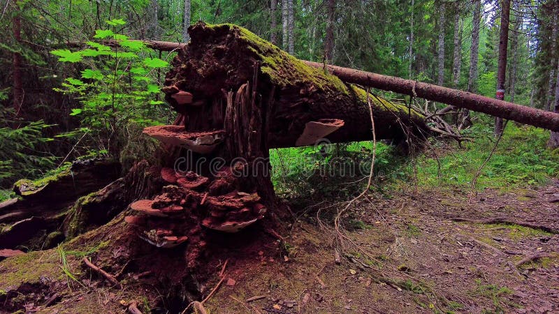 Fallen Tree is Rotting in the Middle of the Forest Stock Image - Image ...