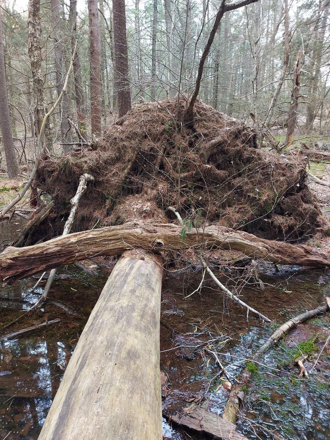 Exposed fallen tree roots stock image. Image of australia - 117874111