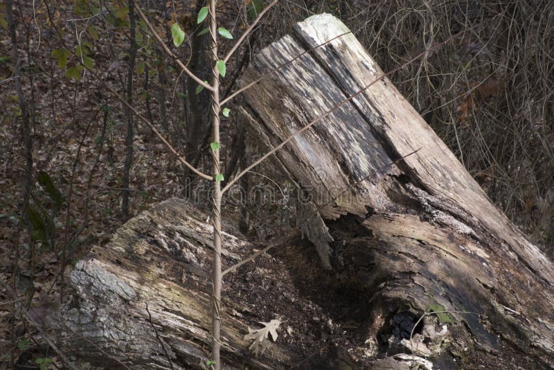 Fallen tree with sapling stock photo. Image of sapling - 131625924