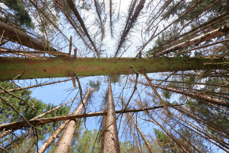 Fallen Tree Seen from Below with a View of Dry Tree Tops Stock Photo ...