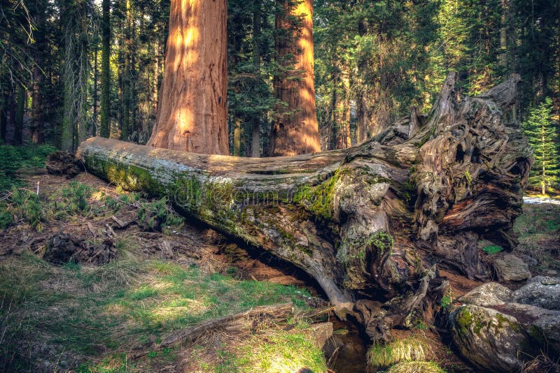 Fallen Tree in the Sequoia Forest, Sequoia National Park, California ...