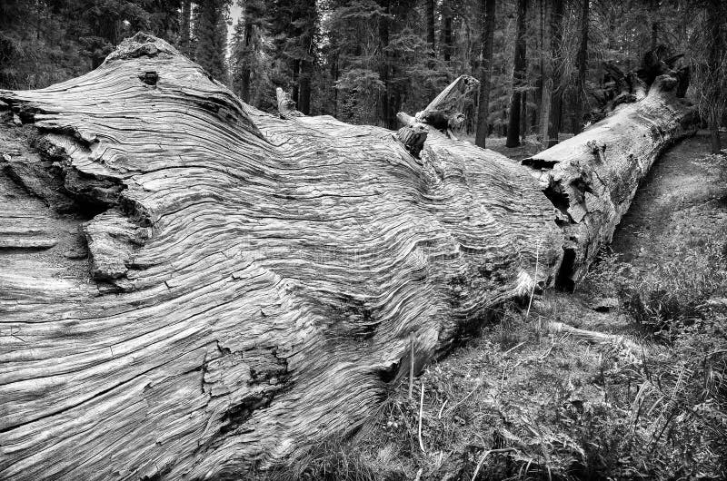 Fallen Tree Sequoia National Park Stock Photo - Image of nature ...