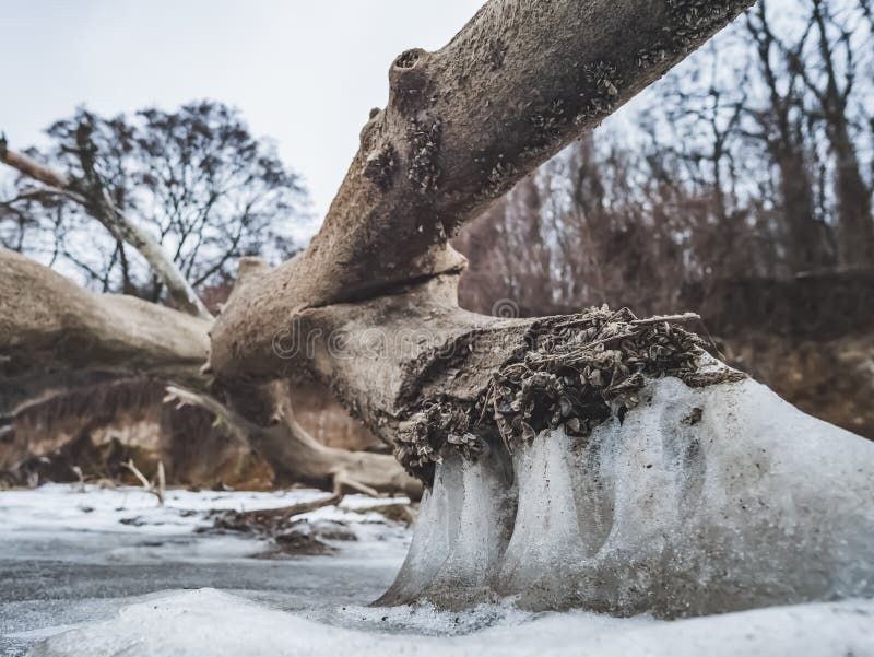 A Fallen Tree on the Shore of a Lake Frozen in Winter with Shells in ...
