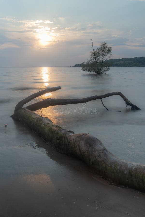 Fallen Tree on the Shore Surrounded by Water Stock Image - Image of ...