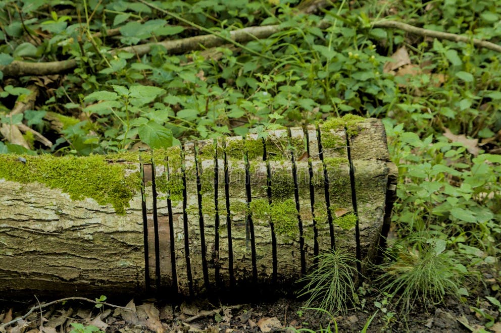 Fallen Tree Showing Its Wounds Stock Image - Image of ancestral, trim ...
