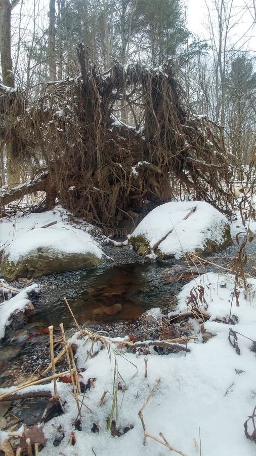 Snow covered roots stock photo. Image of fallen, snow - 125854186