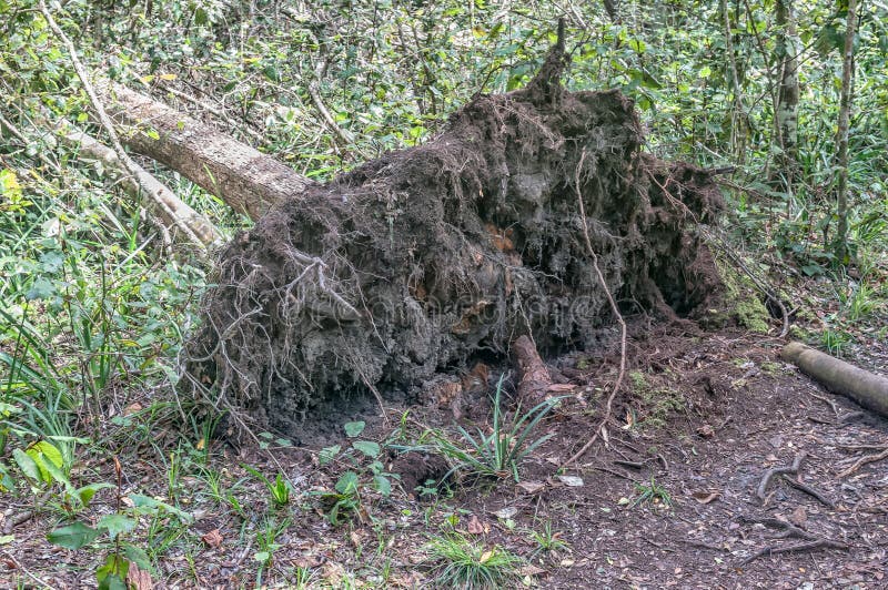 Fallen Tree Showing the Shallow Root System Stock Photo - Image of ...