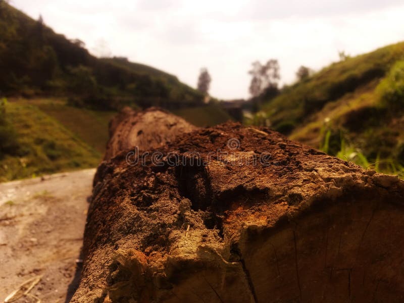 Fallen Tree on the Side of the Road Stock Photo - Image of wood, side ...