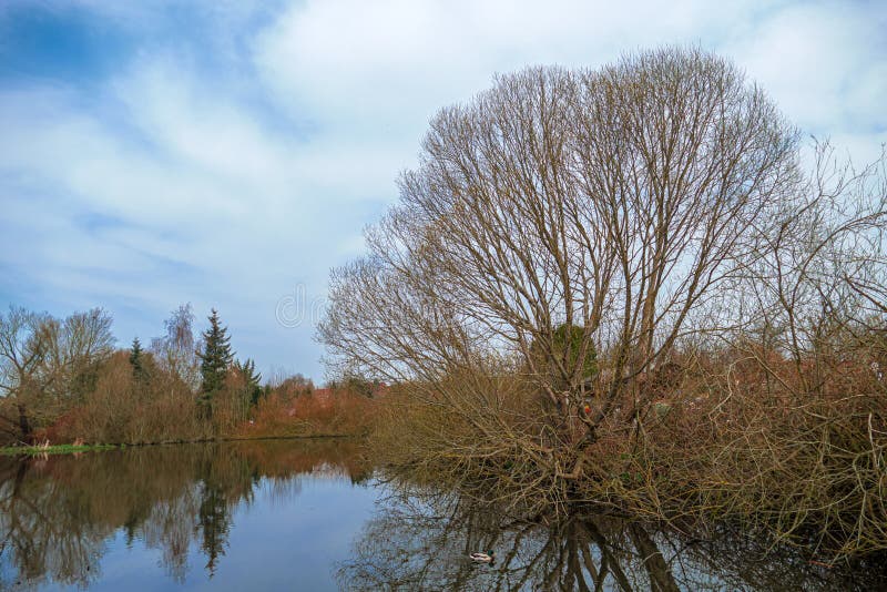 Fallen Tree on a Small Lake Stock Photo - Image of peaceful, rainy ...
