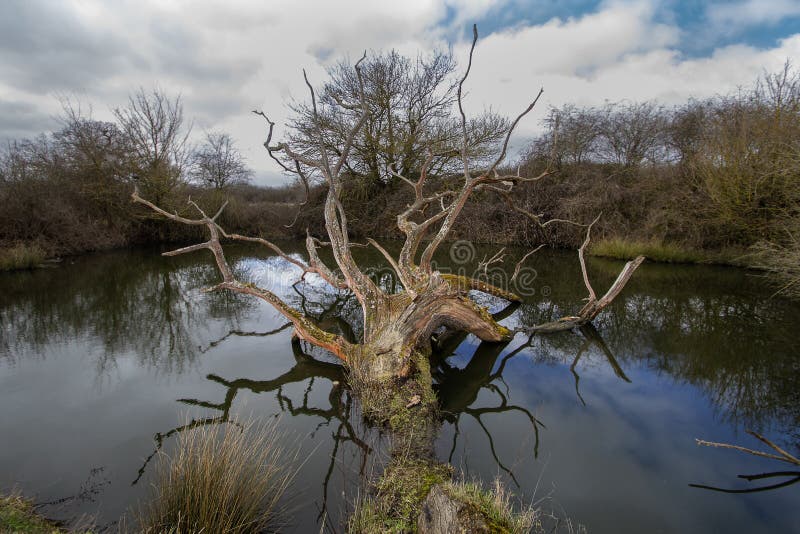 A Fallen Tree in a Small Pond in Rural Suffolk Stock Image - Image of ...