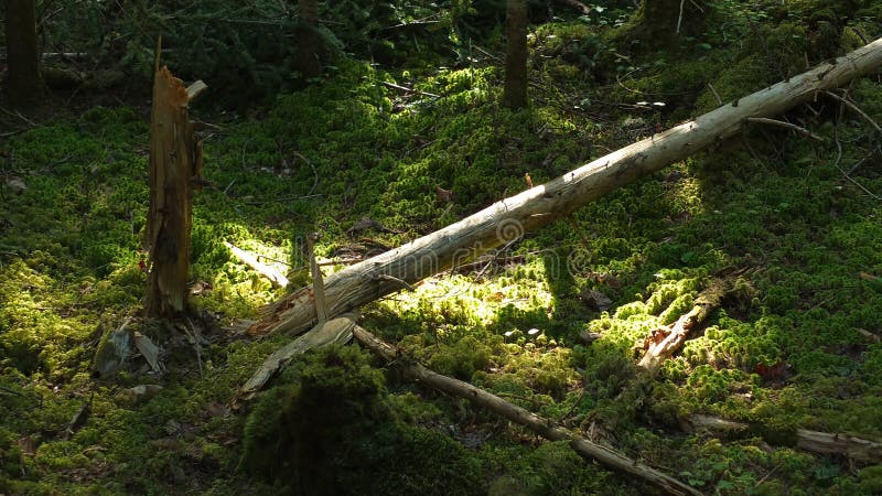 Small Fallen Softwood Stock Photos - Free & Royalty-Free Stock Photos ...