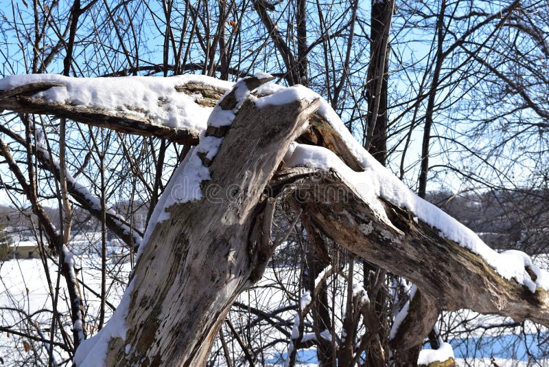 Snow Covered Dead Tree in the Woods Stock Photo - Image of fallen ...