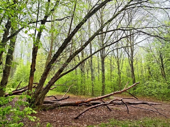 Fallen Tree with Sprawling Branches in a Lush Green Forest during ...