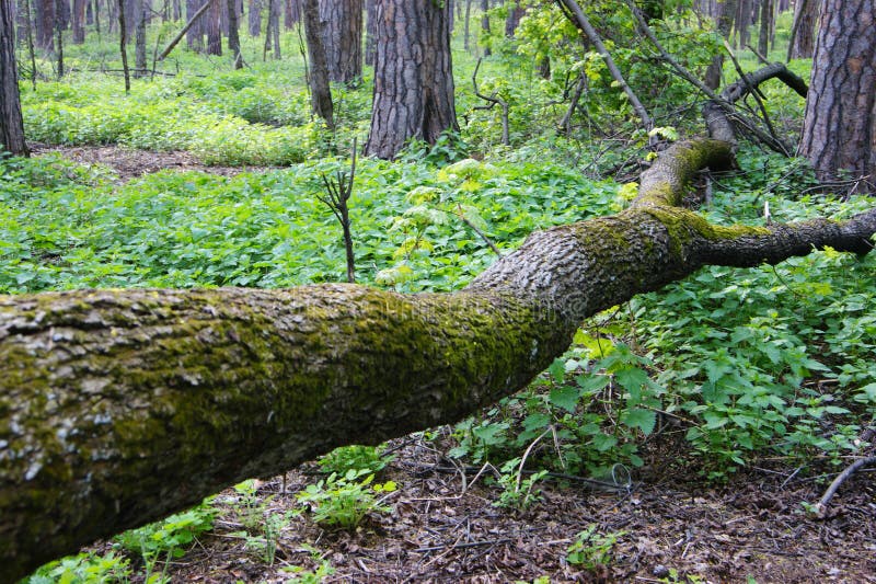 Old fallen pine tree stock photo. Image of scene, forest - 156509652